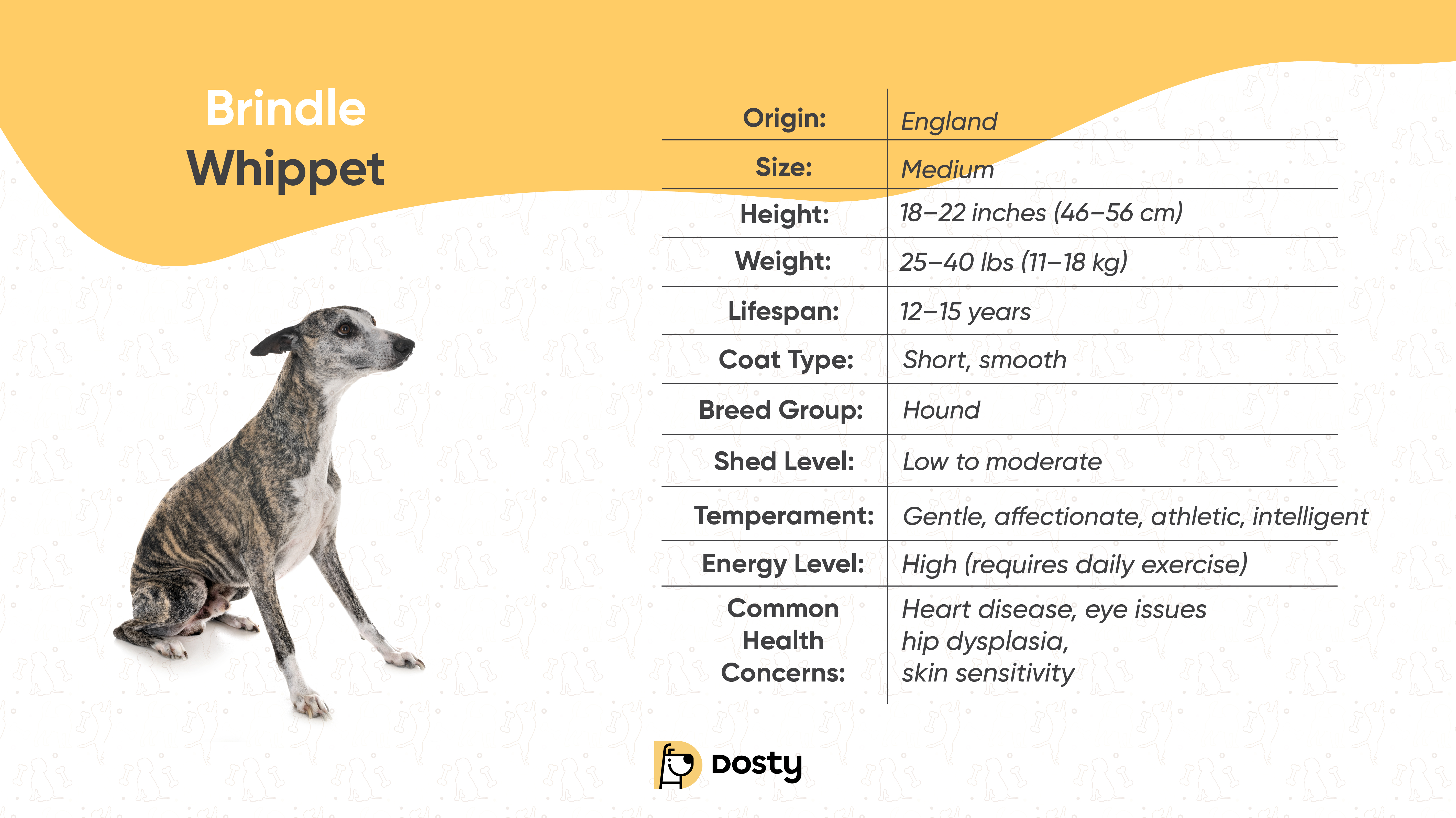 What Makes the Brindle Whippet Unique? (2025) | Dosty