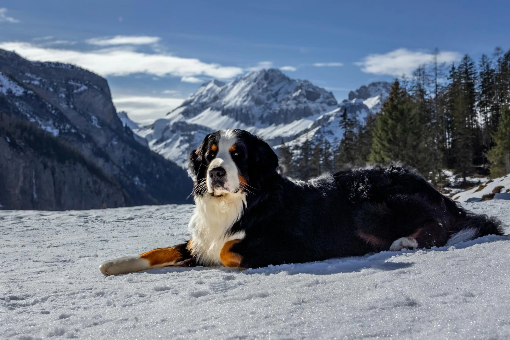 Bernese Mountain Dogs: History, Care, and Facts You Need to Know | Dosty
