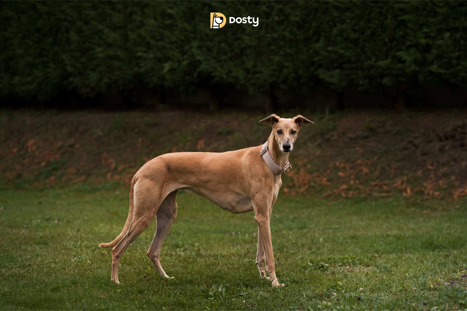 Blue Fawn Greyhound – A Rare Beauty or Just Another Greyhound? (2025 ...