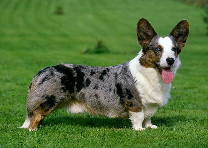Blue Merle Cardigan Welsh Corgi Dog Breed Information & Characteristics ...