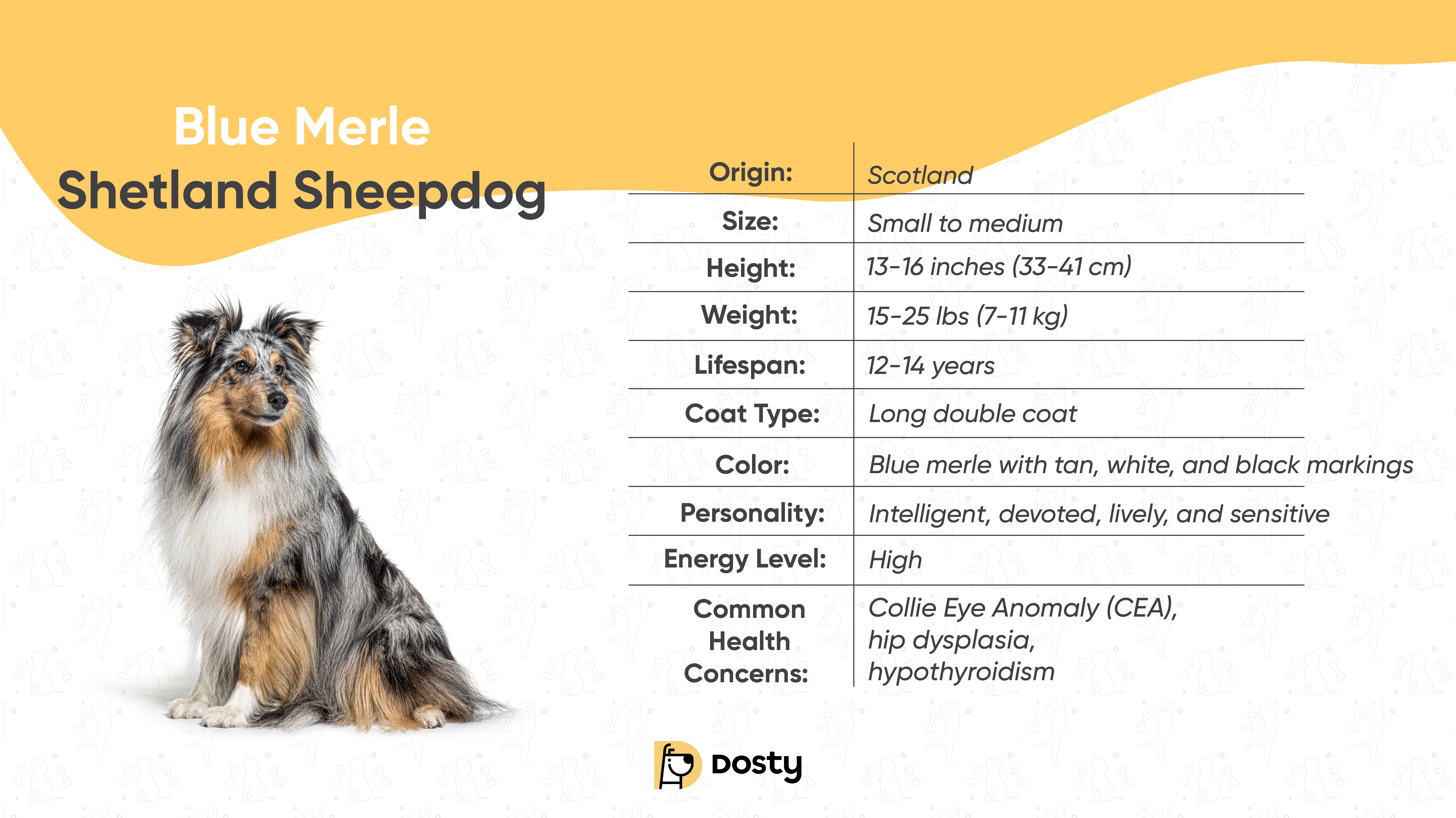 How Rare Are Blue Merle Shetland Sheepdogs? (2025) | Dosty