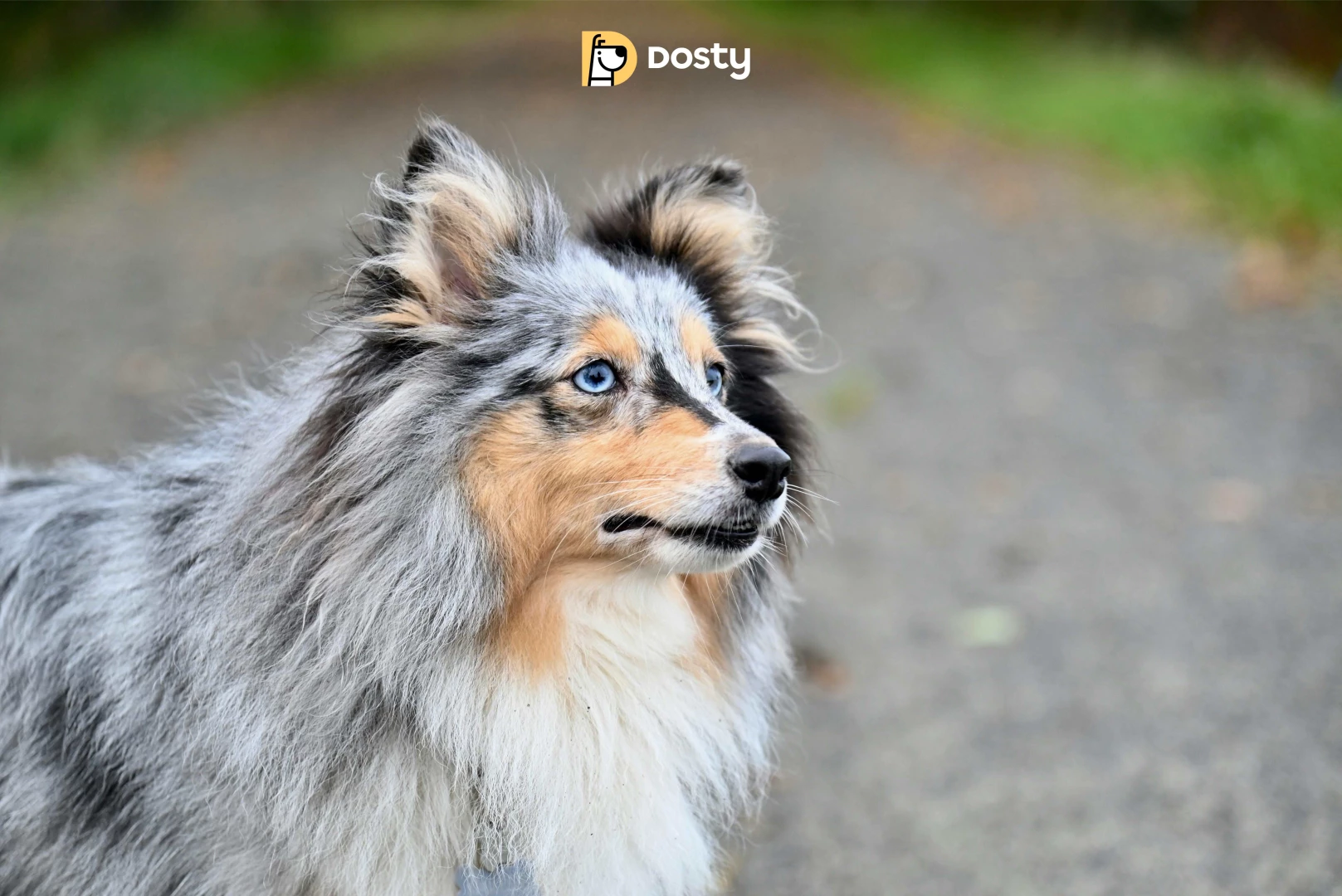 How Rare Are Blue Merle Shetland Sheepdogs? (2025) | Dosty