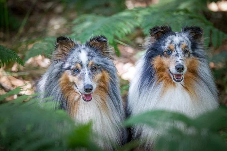 How Rare Are Blue Merle Shetland Sheepdogs? (2025) | Dosty