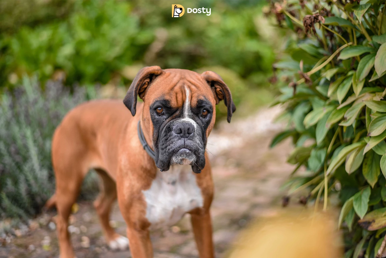 Boxer Dog Breed Information & Characteristics (2025) | Dosty