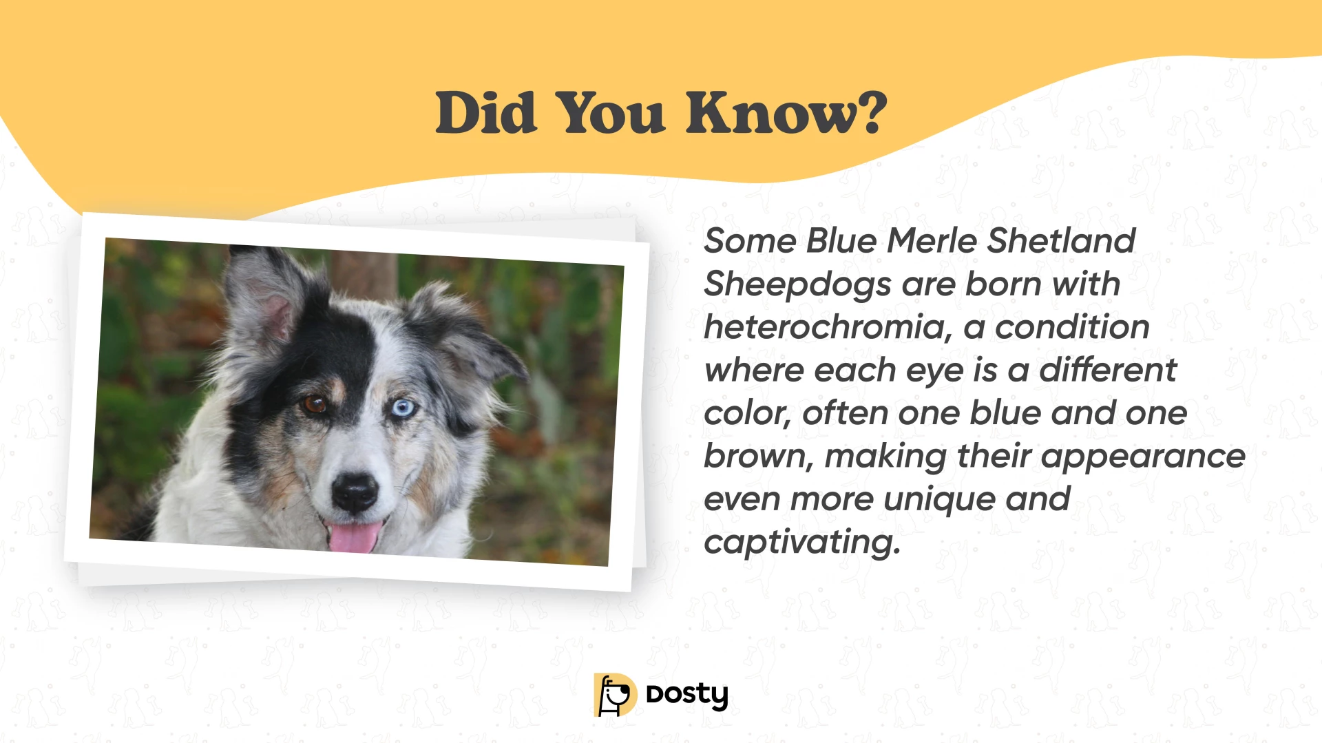 How Rare Are Blue Merle Shetland Sheepdogs? (2025) | Dosty