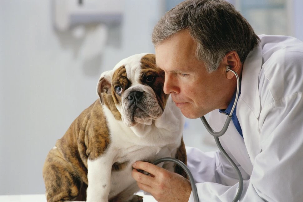 How to Identify Common Health Issues in Dogs Early? (2025) | Dosty
