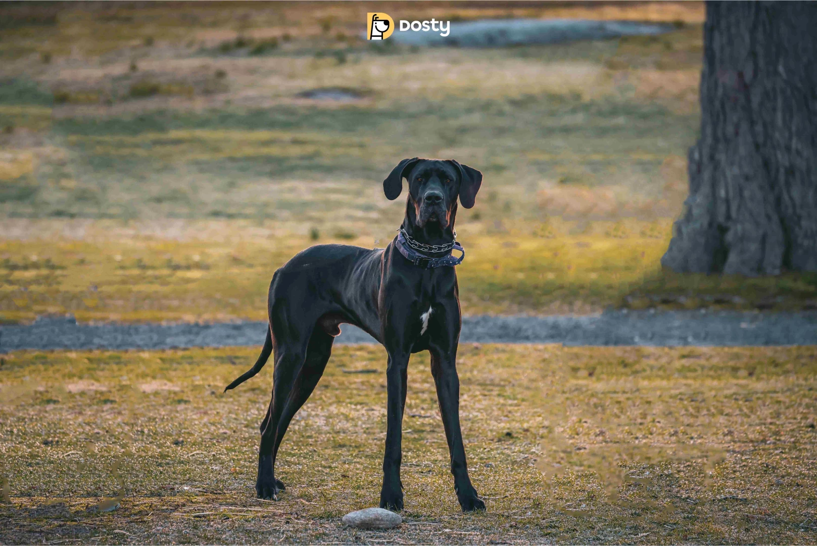 Great Dane Dog Breed Information & Characteristics (2025) | Dosty