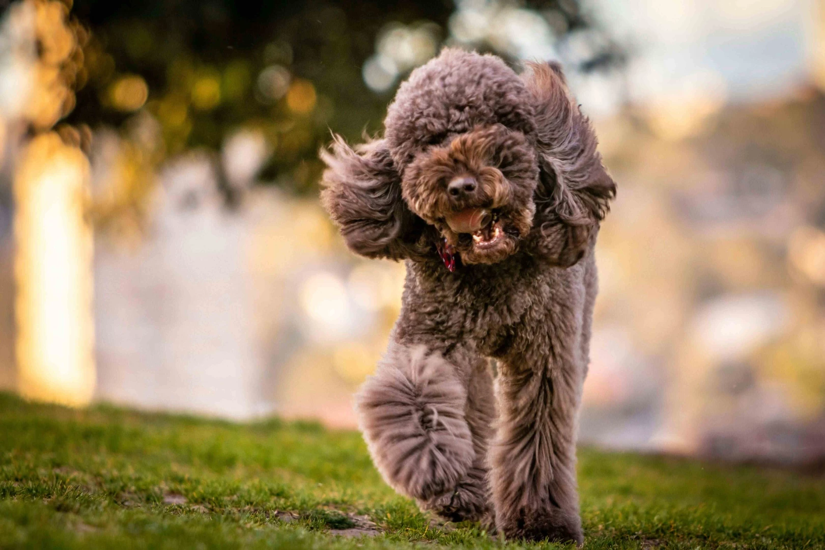 How Much Does a Poodle Cost? | Dosty