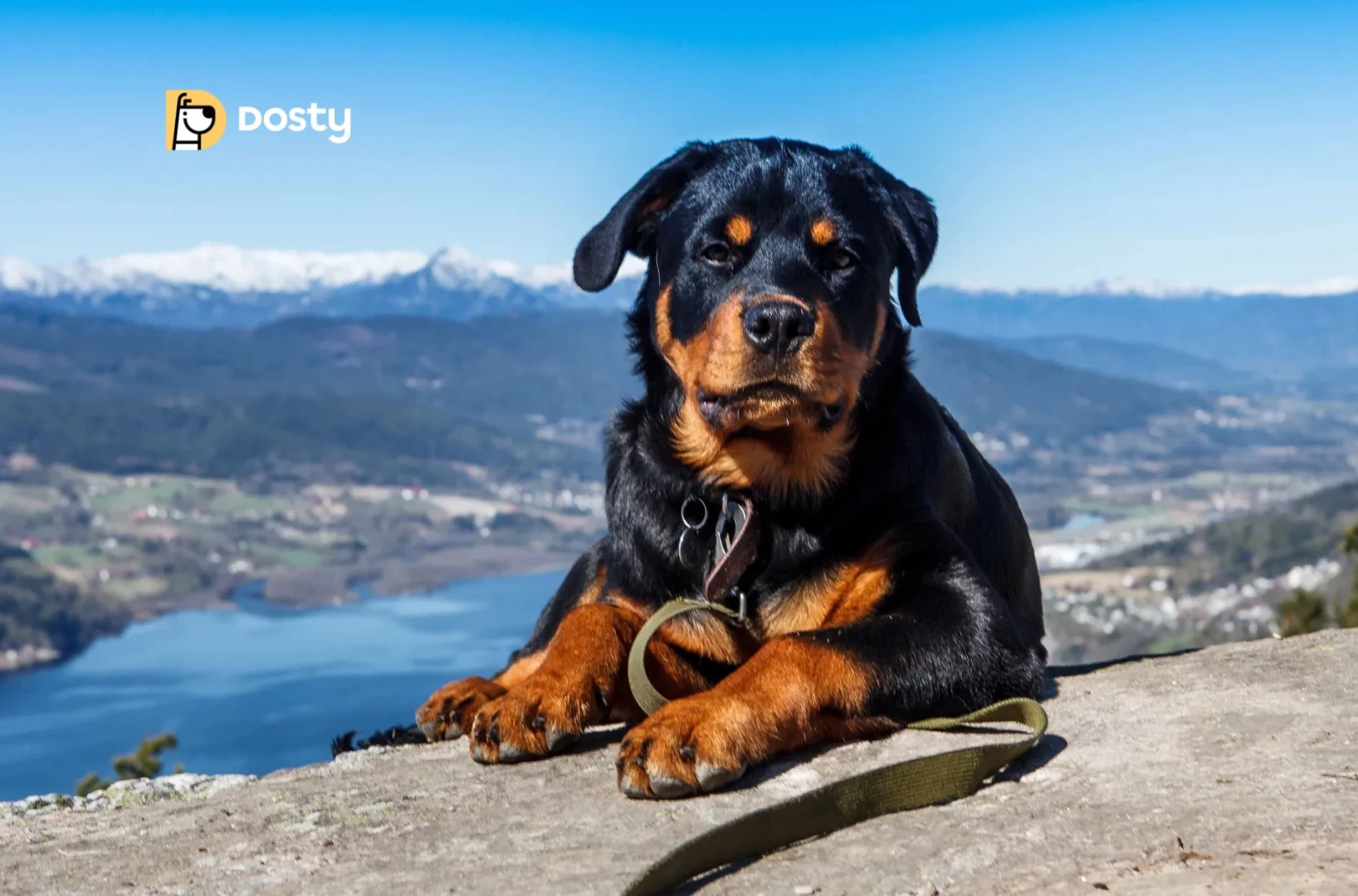How Much Does a Rottweiler Cost? | Dosty