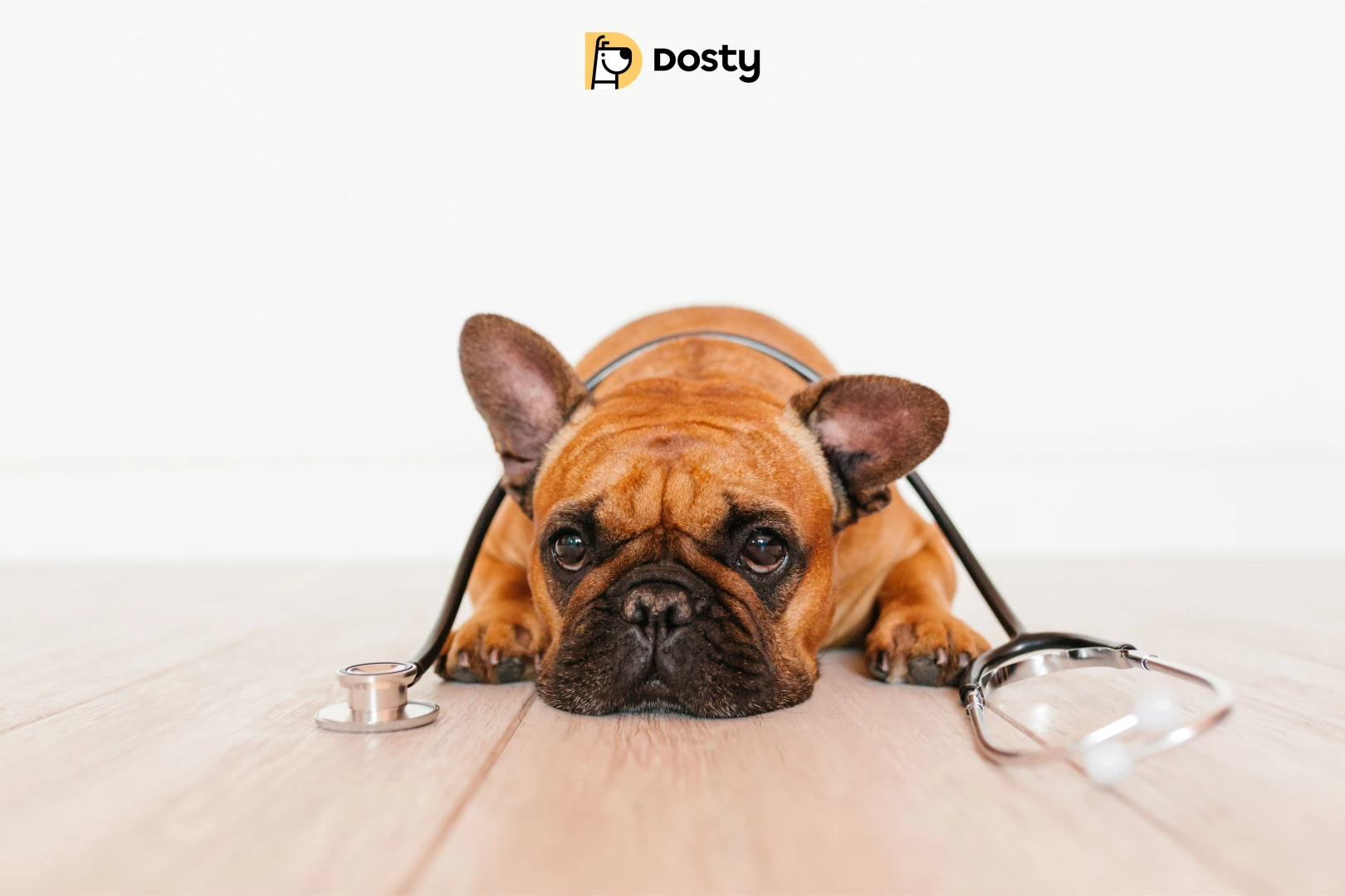 How to Identify Common Health Issues in Dogs Early? (2025) | Dosty