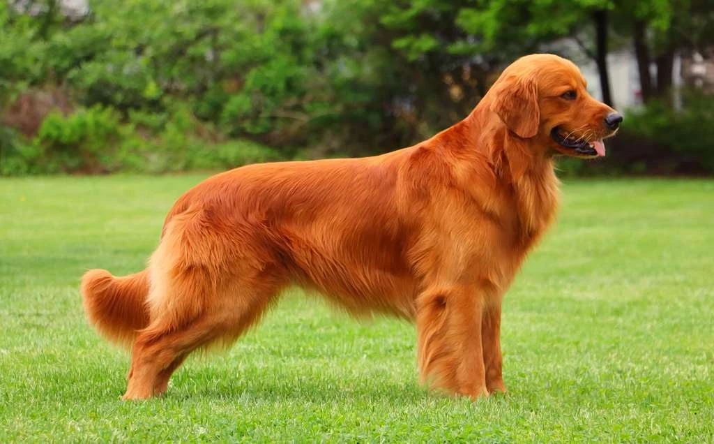Red Golden Retriever: What Makes Them Different? | Dosty