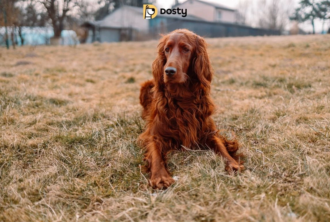 What Makes a Red Irish Setter Different? (2025) | Dosty