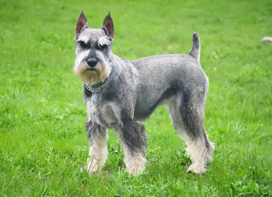 Silver Standard Schnauzer Dog Breed Information & Characteristics (2025 ...