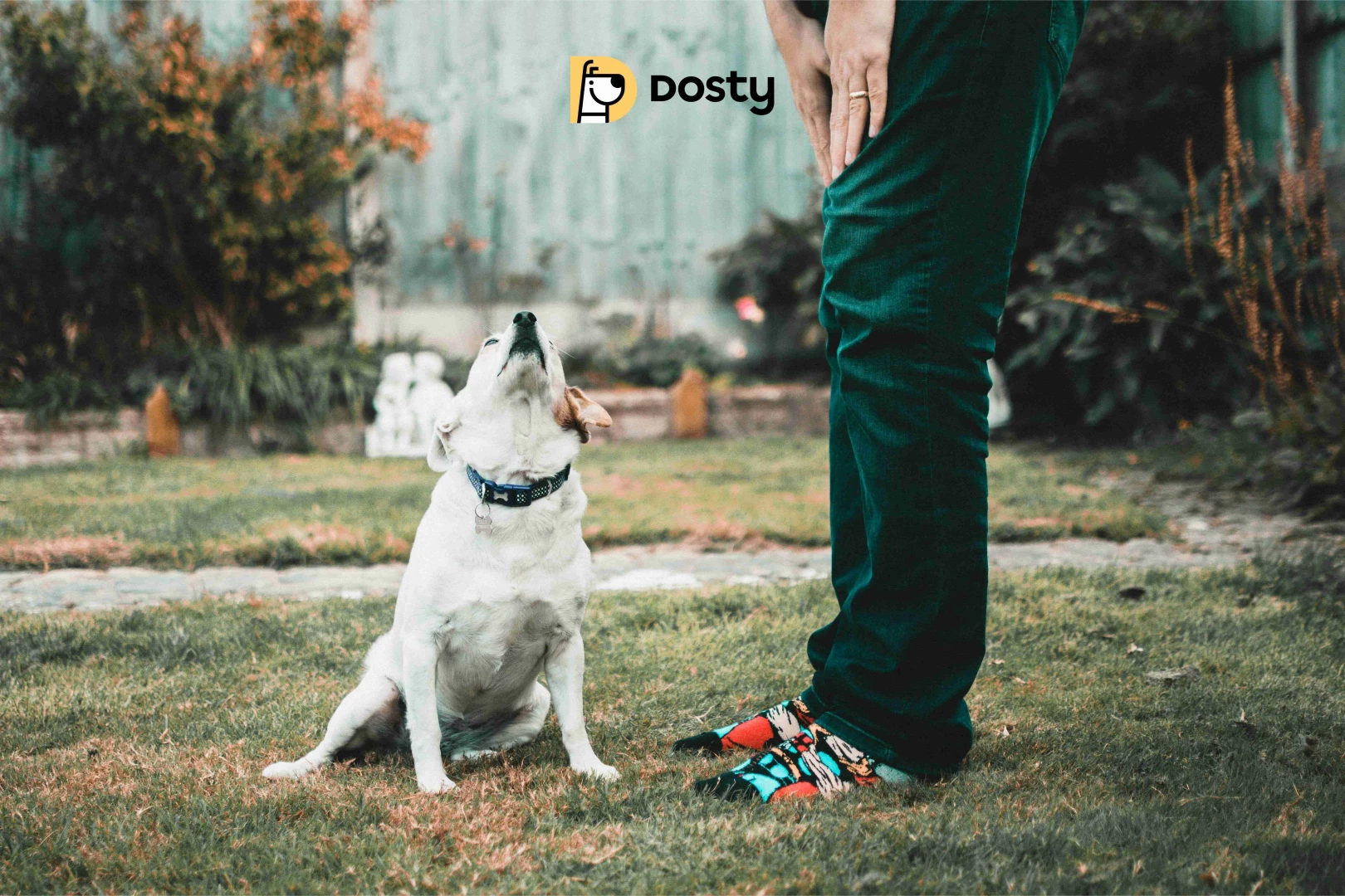 Step-by-Step Guide to Dog Training: Teach “Come” Command in 5 Mins | Dosty