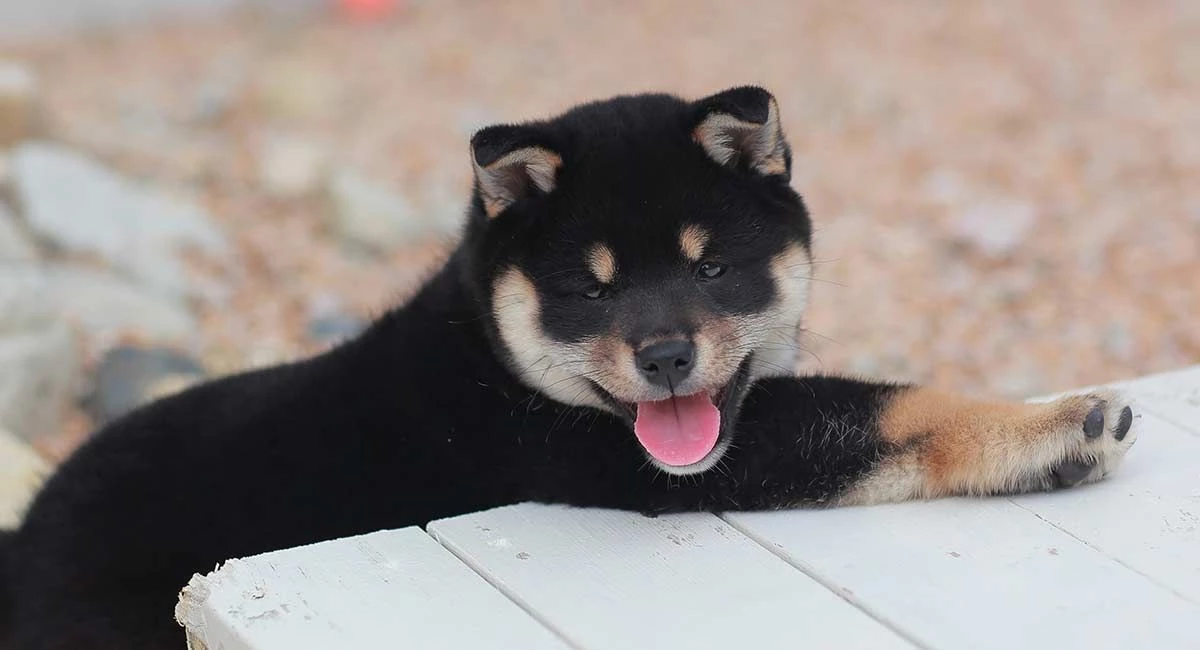 Black and Tan Shiba Inu Dog: Breed Information & Characteristics | Dosty