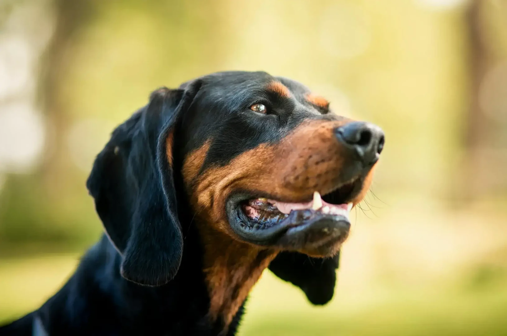 Lithuanian Hound | Dosty About Breeds